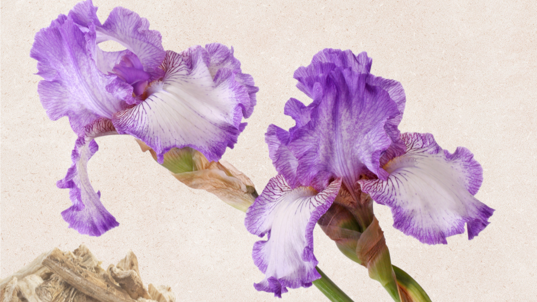 Discover the Elegance of Orris Root: A Signature Scent for Every Seaso ...