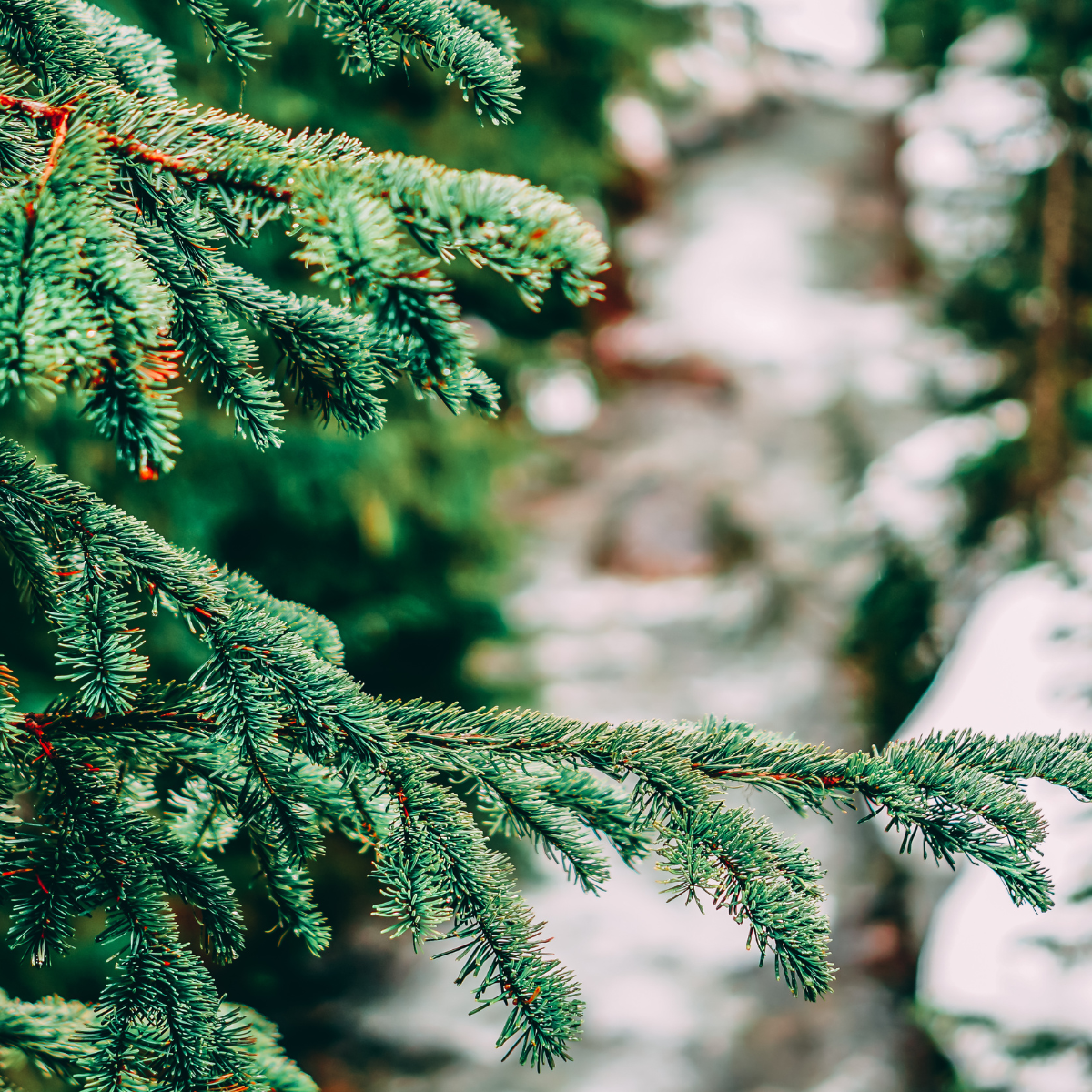 Discover the Woodsy Elegance of Balsam Fir – Esas Beauty