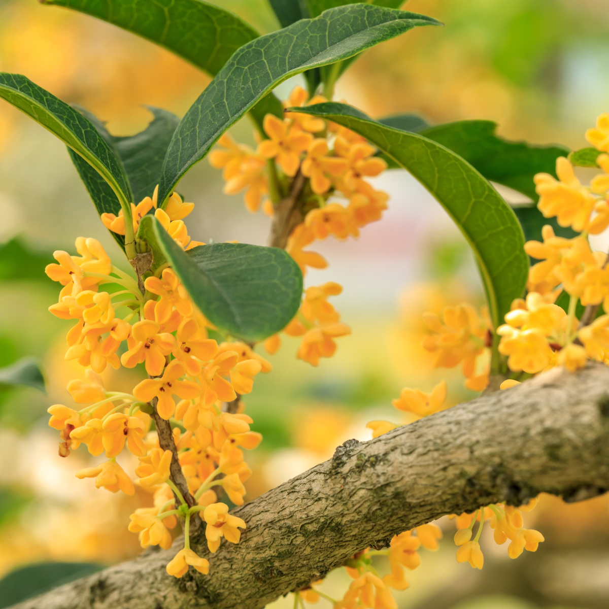 Osmanthus Absolute: A Perfumery Treasure – Esas Beauty